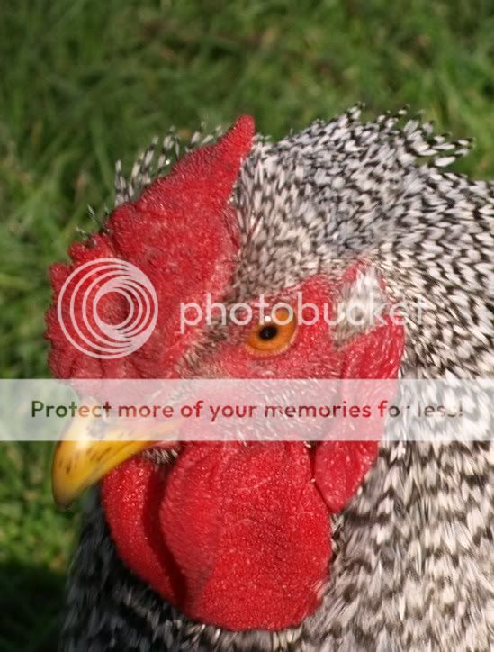 Rose combed breeds | BackYard Chickens - Learn How to Raise Chickens